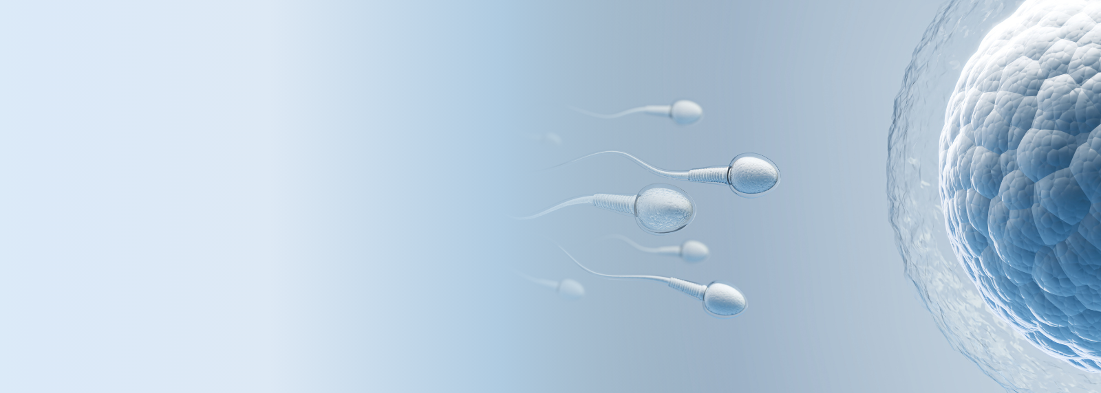 Egg Donor Program: Your Path to Parenthood at Acme Hospital